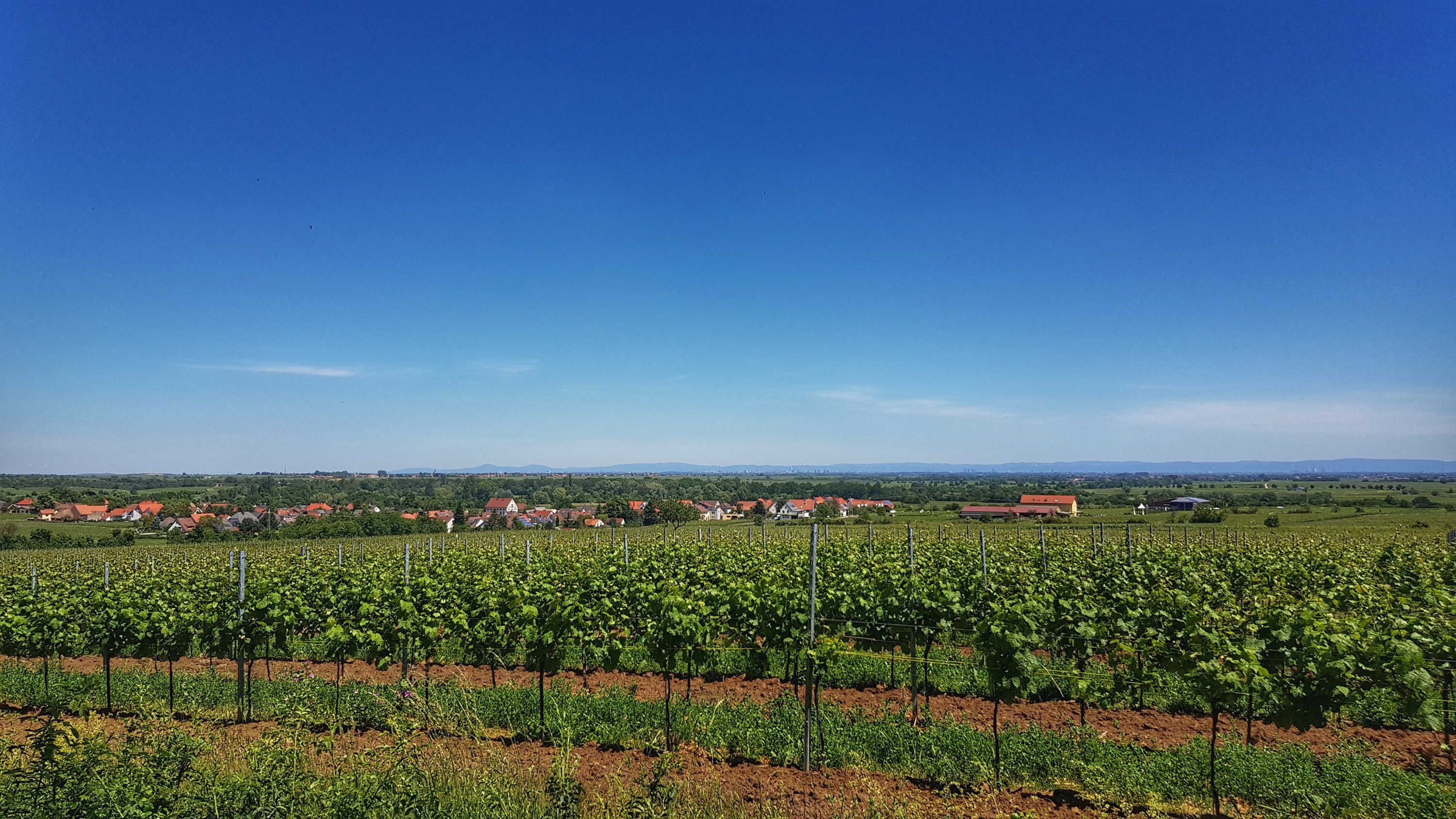 Neustadt An Der Weinstra e Das Leben Ist Eine Reise